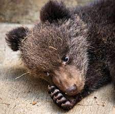 Los Cazadores de Ratas