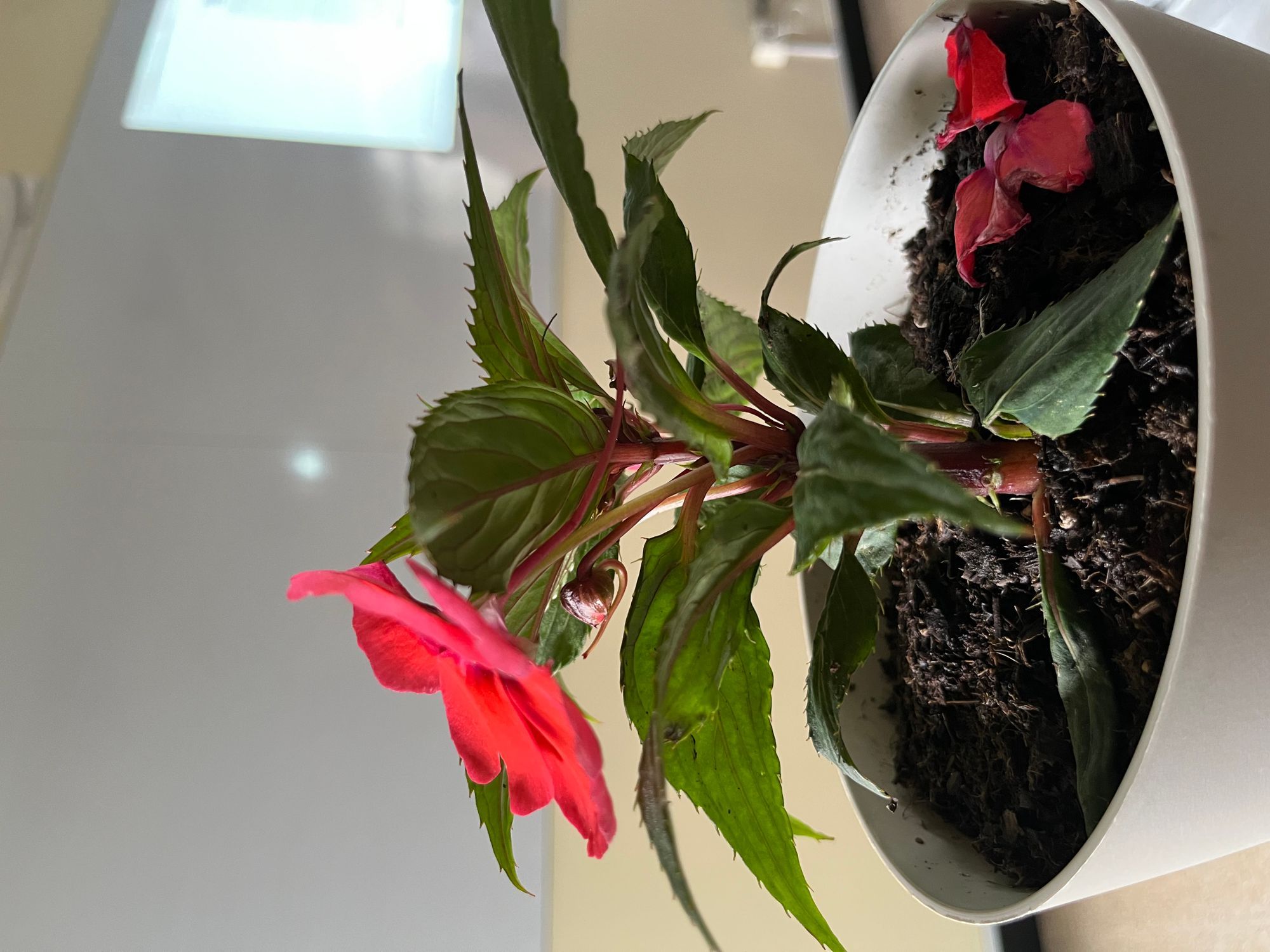 Partes de la planta con flor