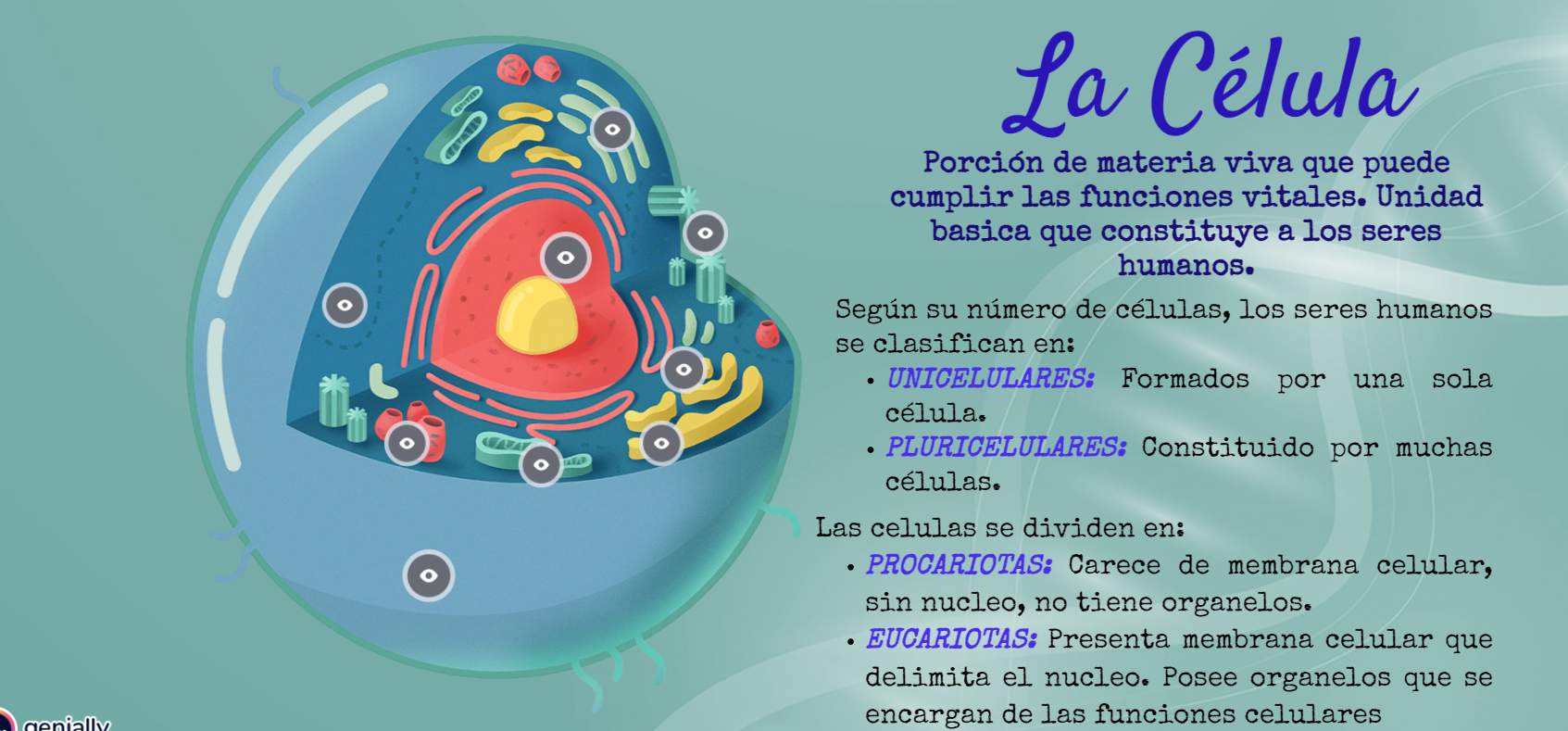 LA CÉLULA EUCARIOTA | Genially