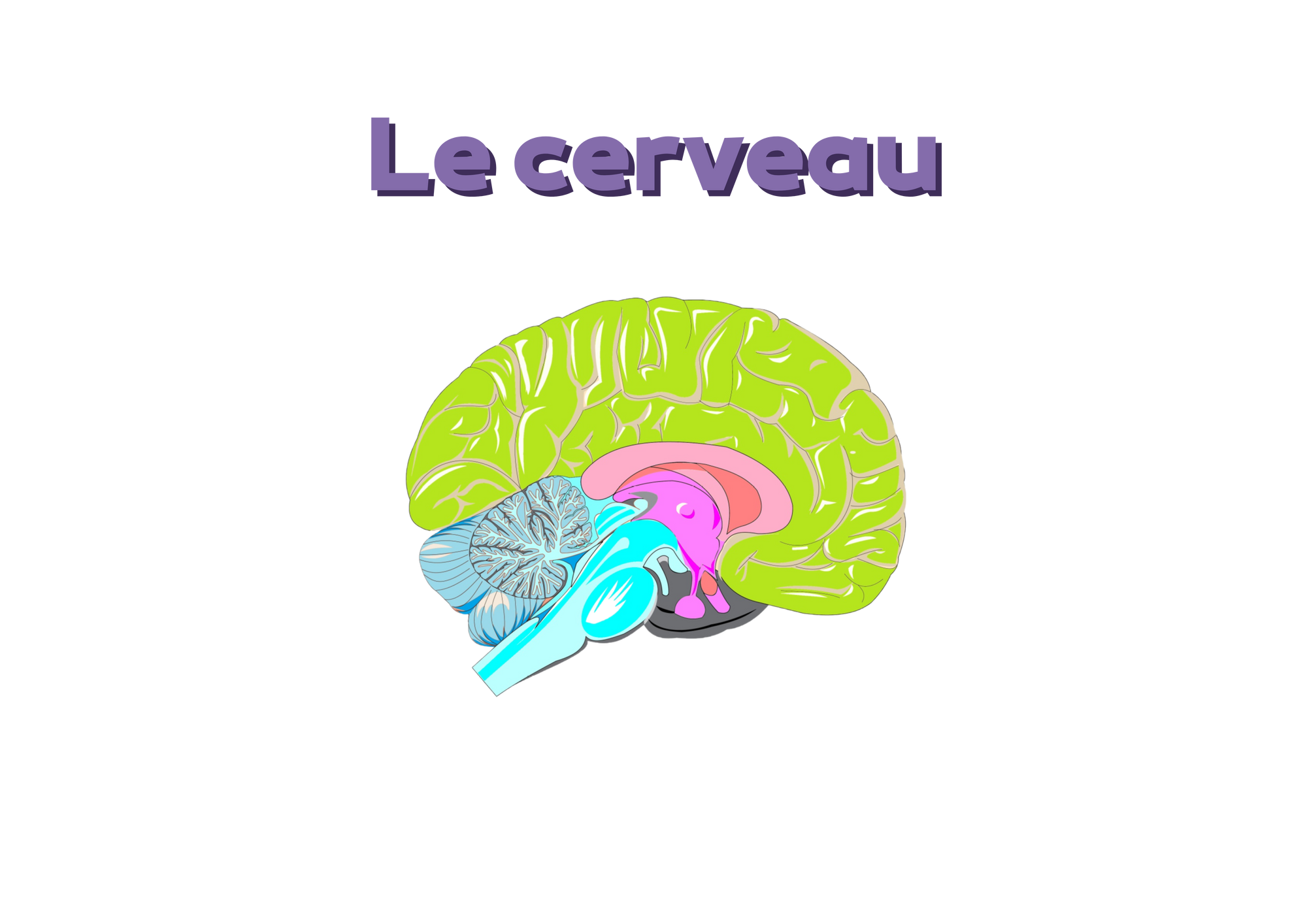 PARCOURS - Le cerveau | Genially