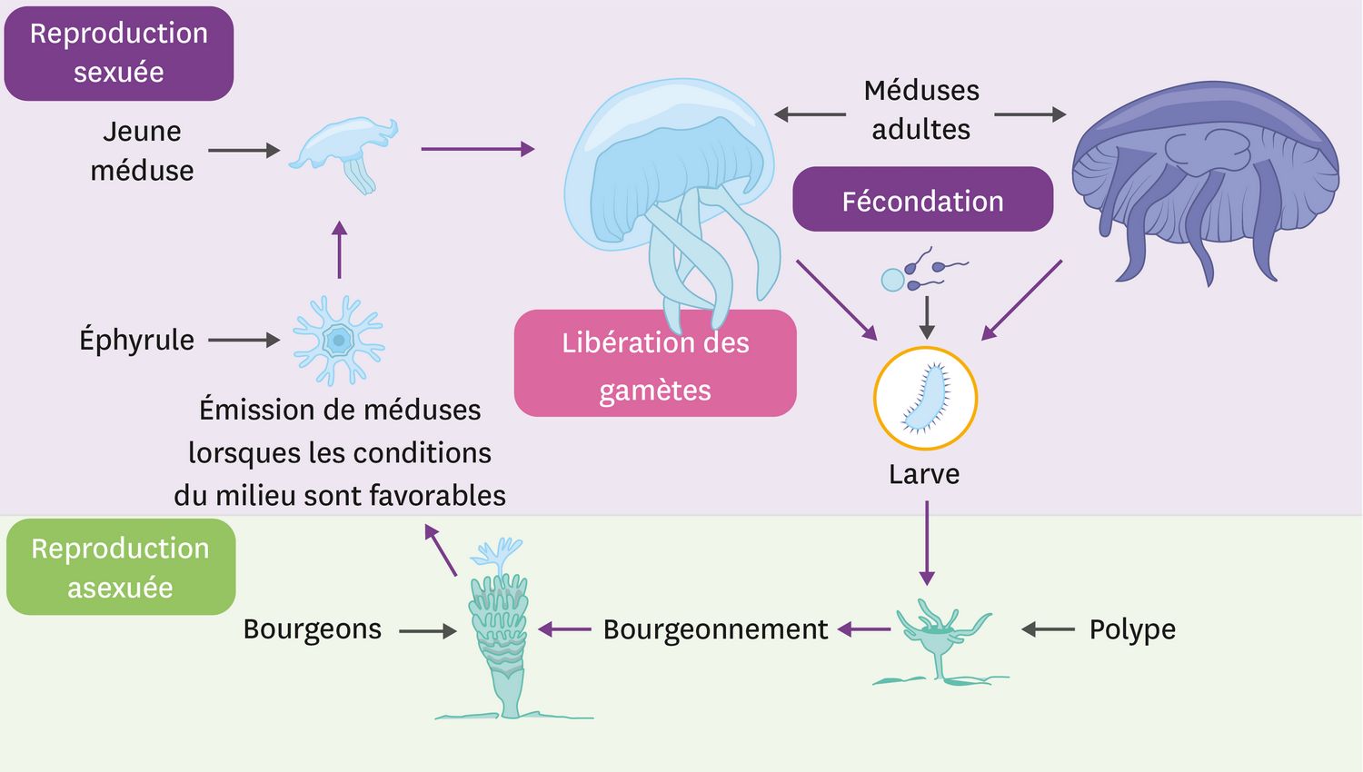 4ème / Chap 04 / Reproduction sexuée et asexuée | Genially