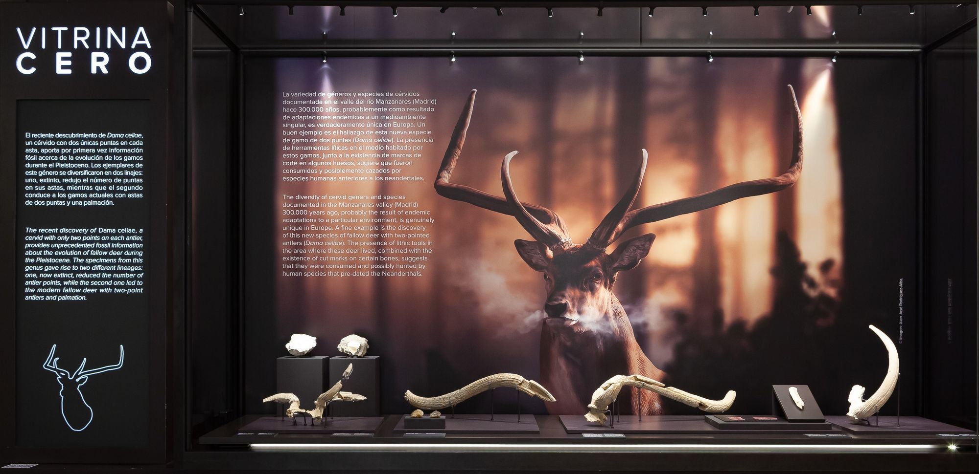 Vitrina Cero: Dama Celiae. El gamo que habitó el valle del Manzanares | Genially