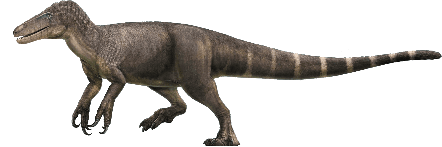 MEGARAPTOR
