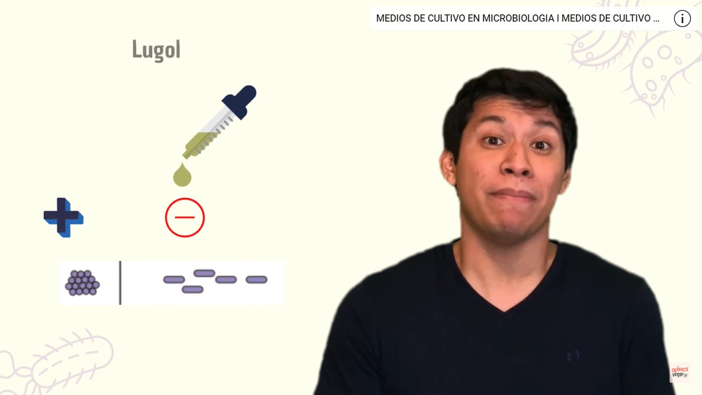 TINCION DE GRAM | Genially