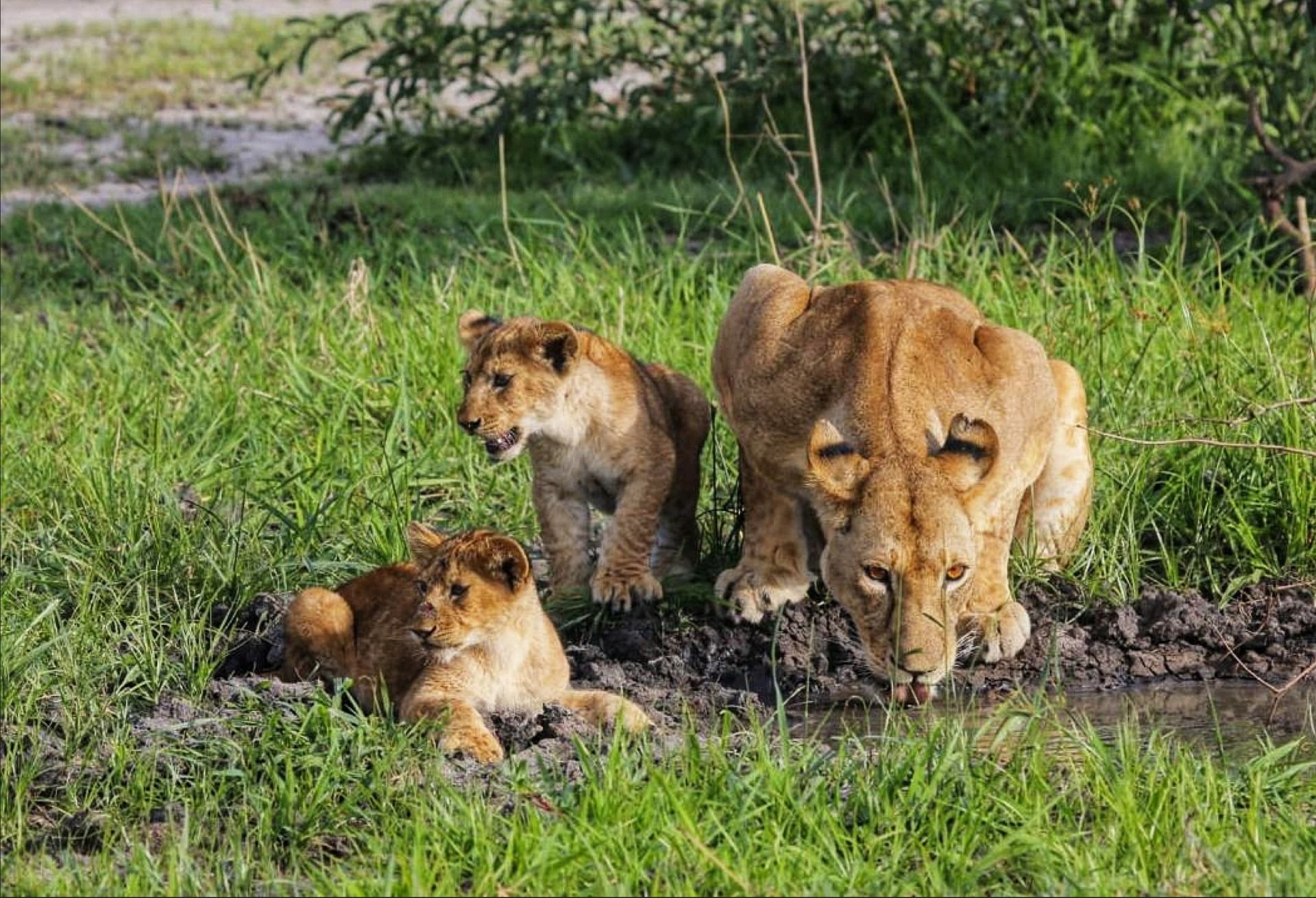 ECOSYSTEM GAME | Genially