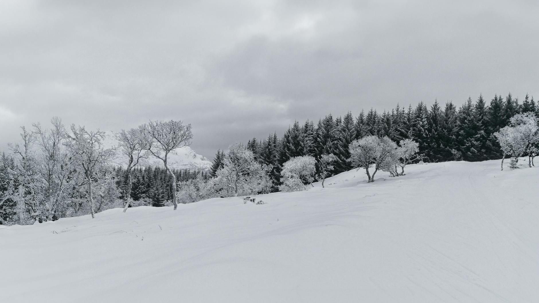 Week24.Coccinelle.HO FREDDO/HO CALDO | Genially