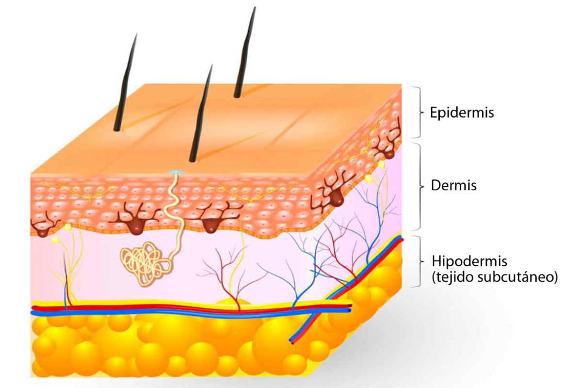 8°febs3 Tejido Adiposo