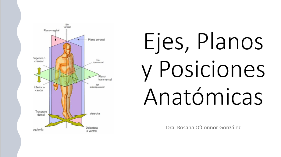 Ejes, Planos y Posiciones anatómicas
