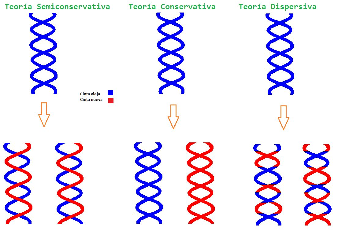 Modelos de replicación
