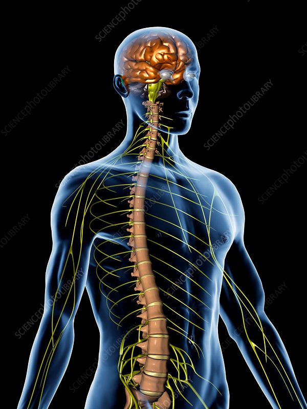 The Nervous System | Genially