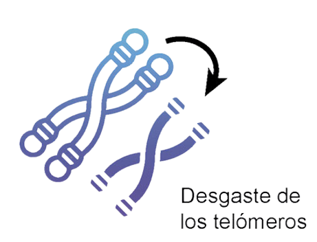 MAPA MENTAL TEORÍAS DEL ENVEJECIMIENTO | Genially