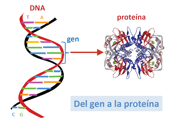 MAPA MENTAL TEORÍAS DEL ENVEJECIMIENTO | Genially