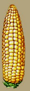 Project #1 History of Corn | Genially