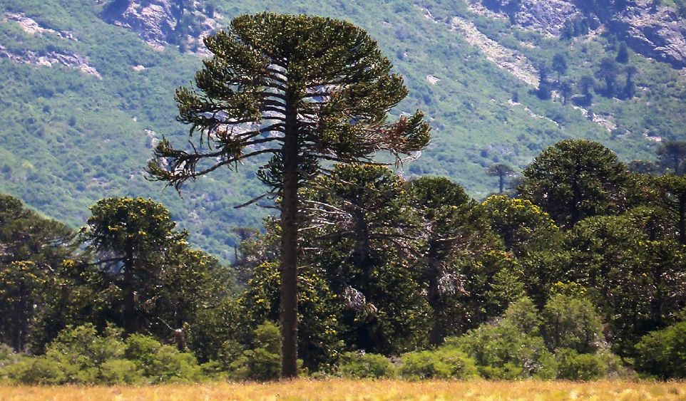 Araucaria