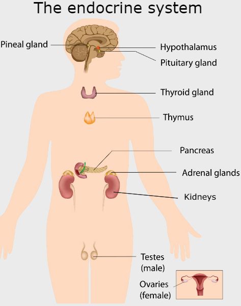 Endocrine system | Genially