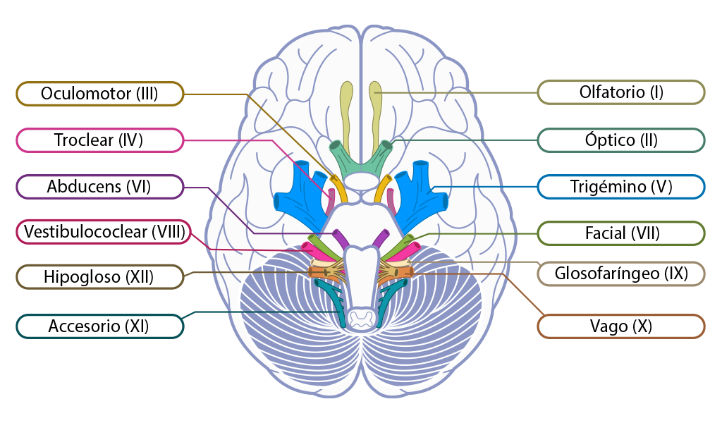 Tabla De Funciones De Los Nervios Craneales
