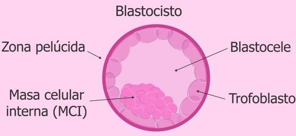 BIOLOGY TIMELINE HORIZONTAL