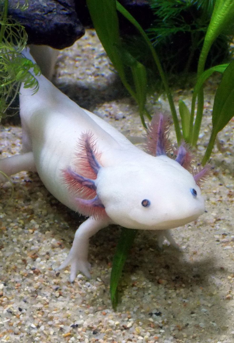 Biodiversidad de México