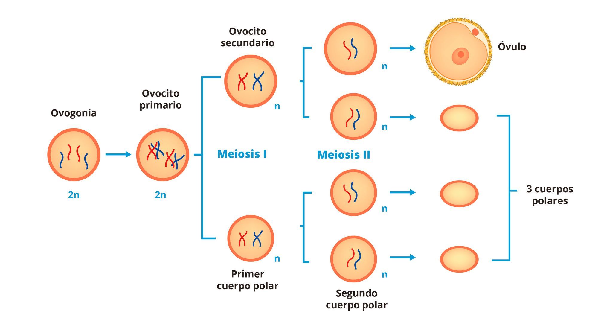 Ovogenesis | Genially