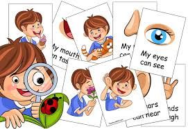 THE FIVE SENSES REINFORCEMENT | Genially