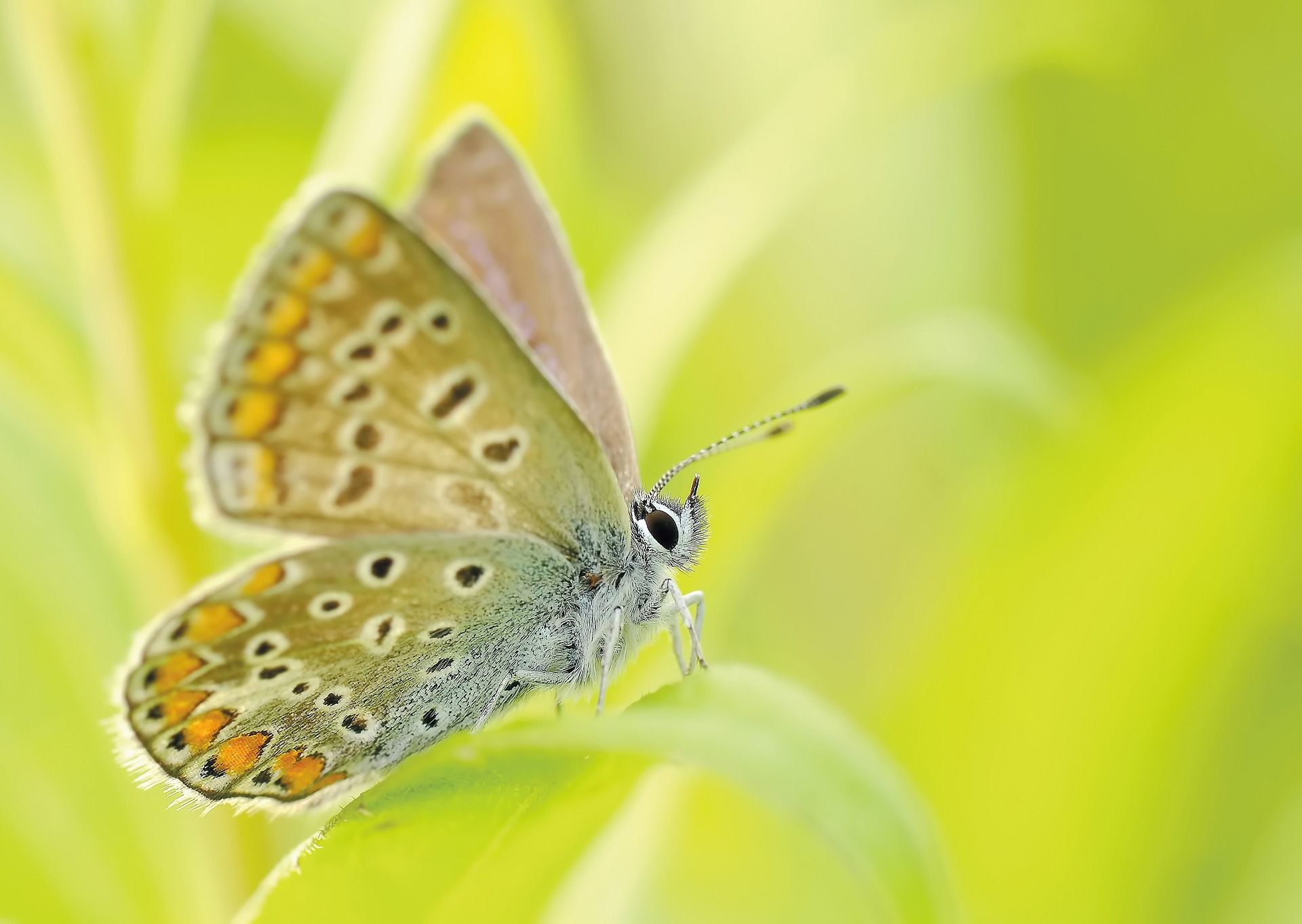 Genially MARIPOSAS