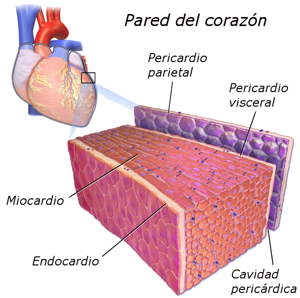 Cardiomiocitos
