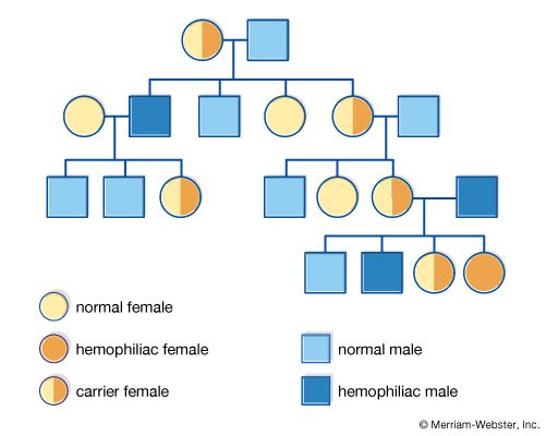 Pedigree Diagrams | Genially