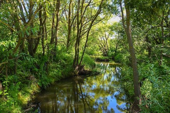 Action plan | Genially