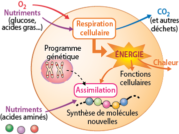 Présentation Appareil digestif | Genially