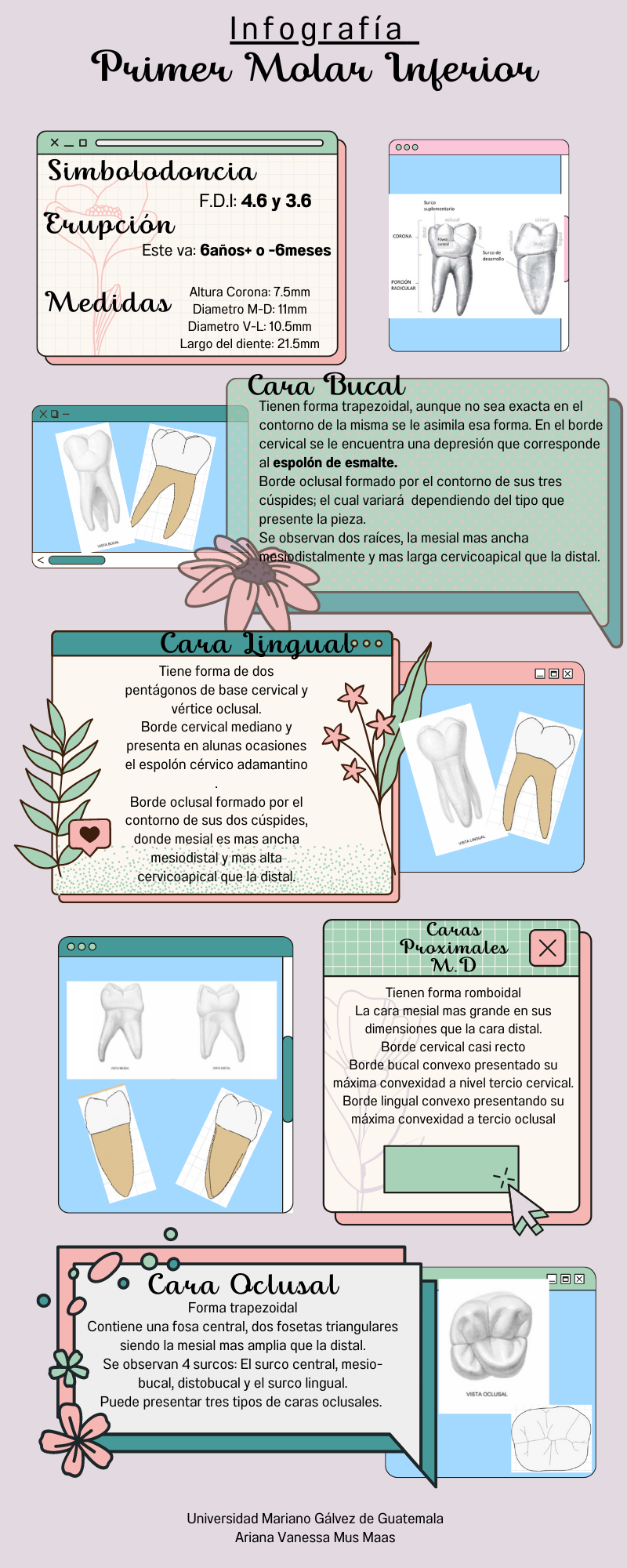 Primer Molar Inferior | Genially