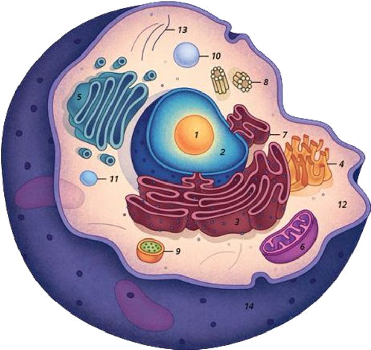 IMAGEN INTERACTIVA ESTRUCTURA CELULAR | Genially