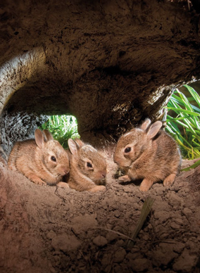 Vocabulaire Module 3 | Genially