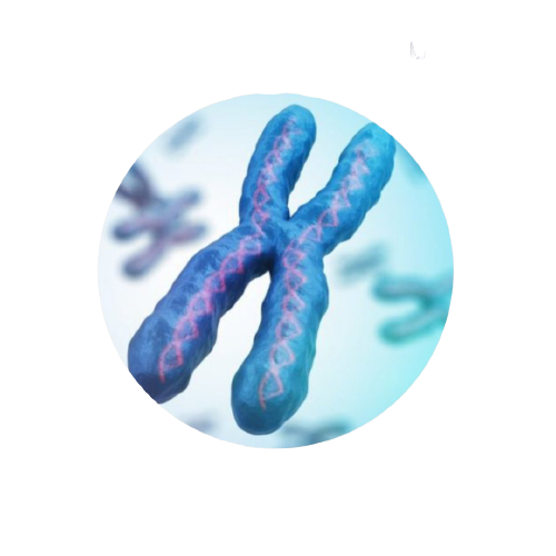 INFO VERTICAL ADN | Genially