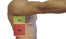 líneas y zonas torácicas | Genially