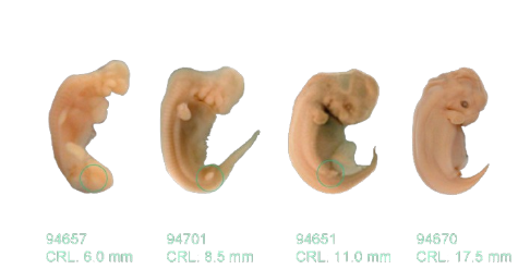 EVIDENCIAS EVOLUCIÓN