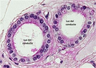 tejido glandular (BIO)