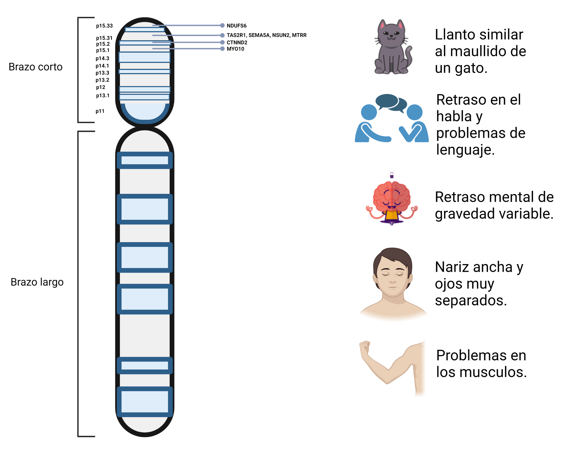 Sindrome de cri du chat | Genially