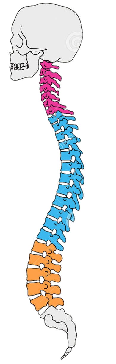 Regiones de la columna vertebral