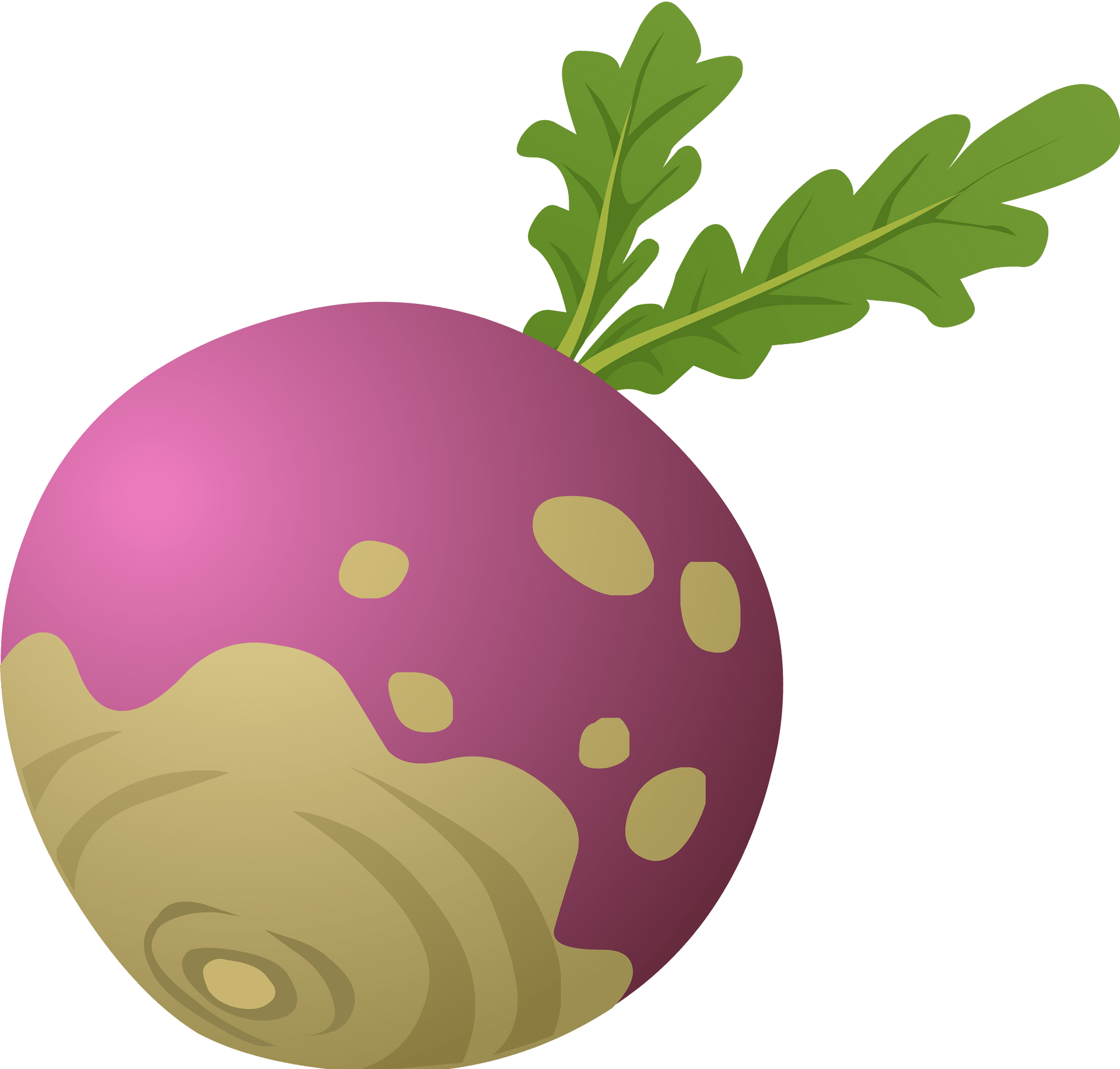The big Turnip