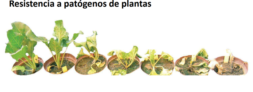 control genetico | Genially