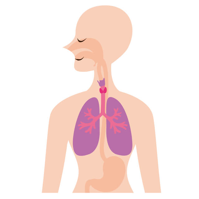 Système phonatoire/Phonatory system