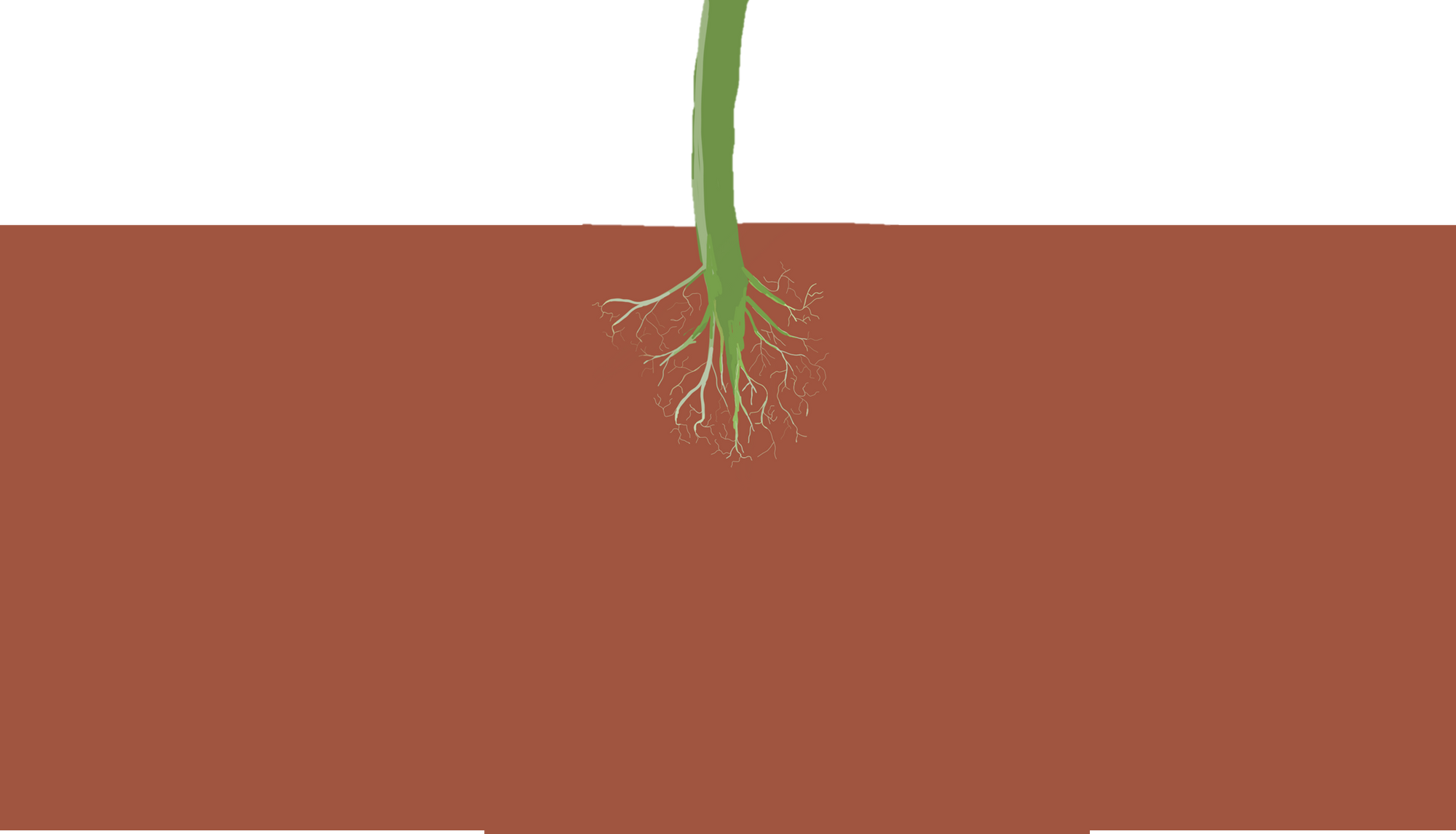 Partes De La Planta Genially 7074