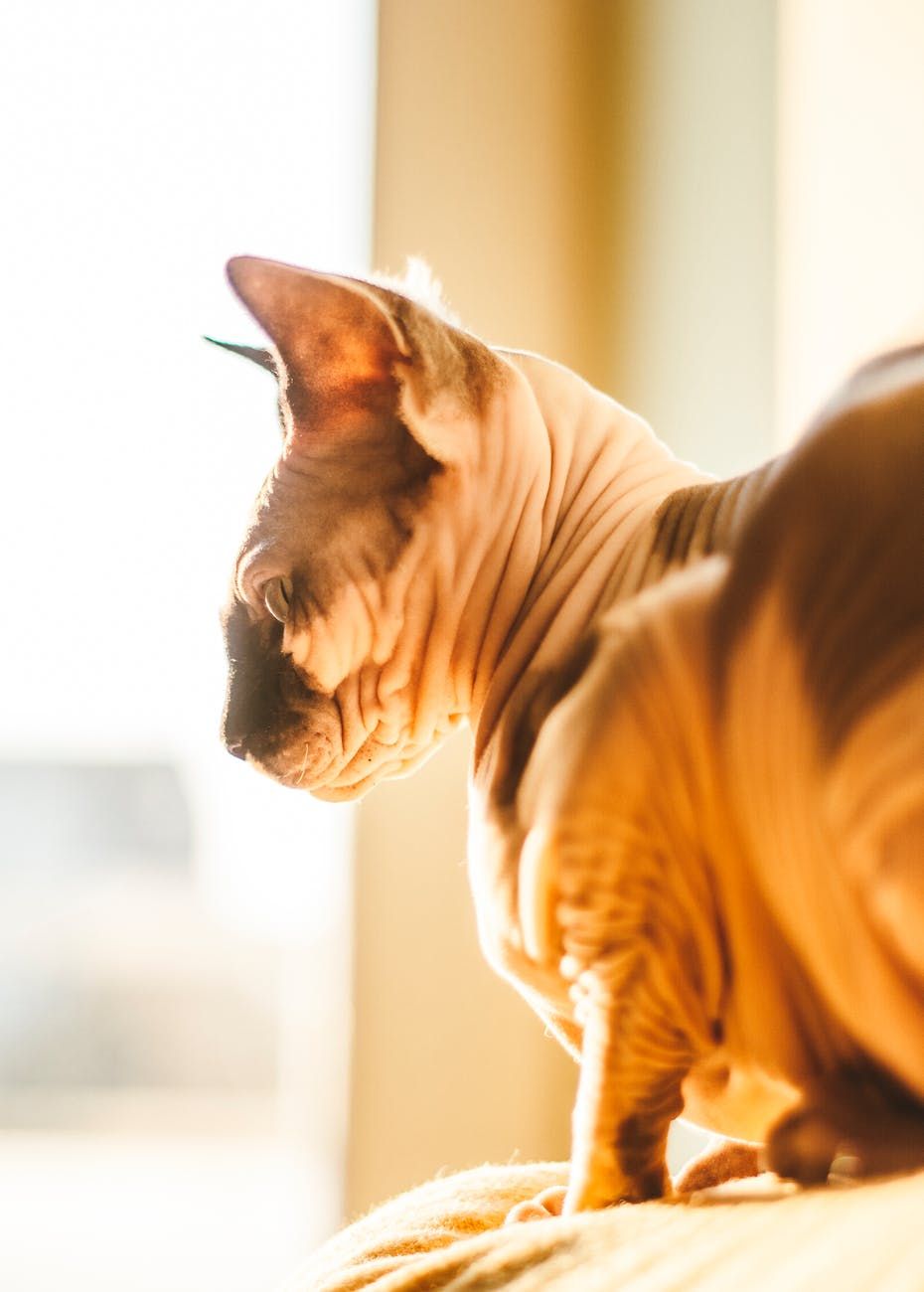 3C234 entrainement exercice de génétique | Genially