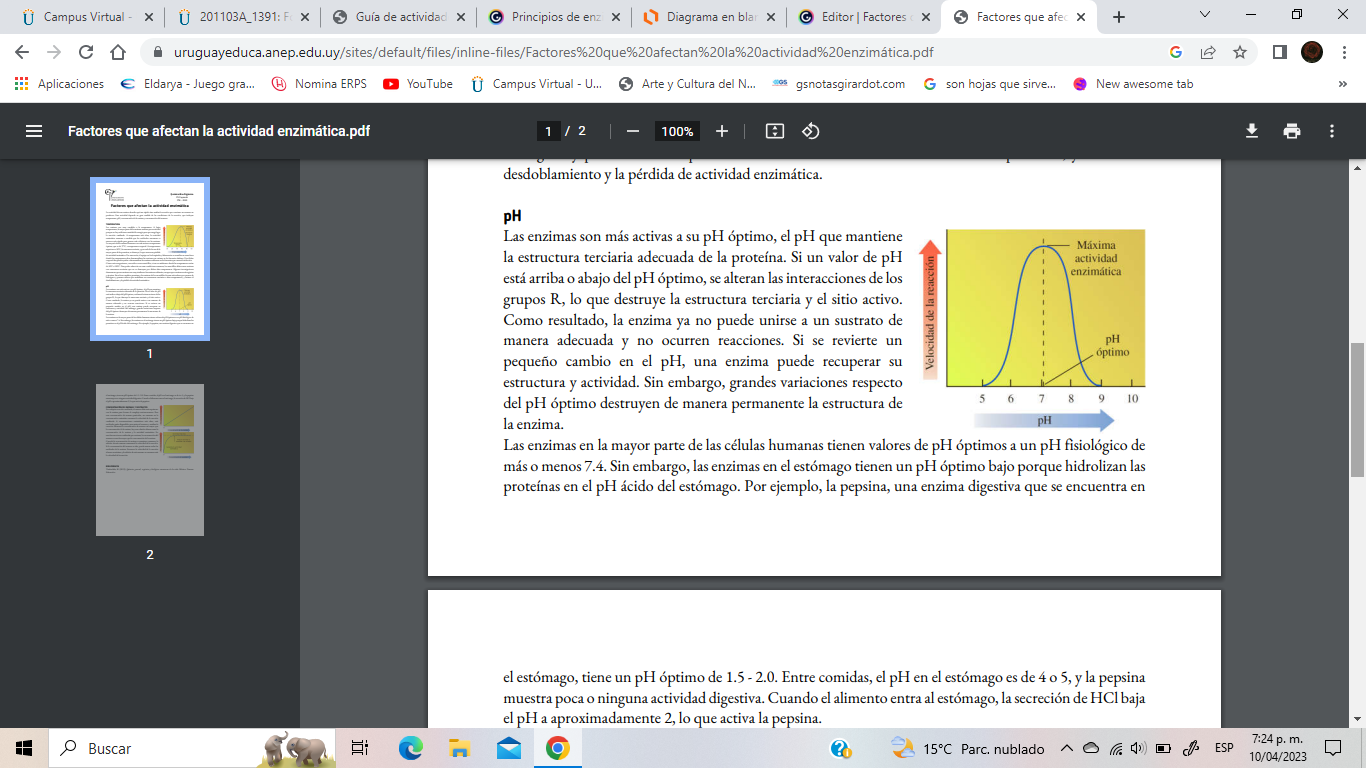 Factores que afectan la actividad enzimatica | Genially
