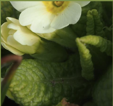 Name the Early Bloomers | Genially