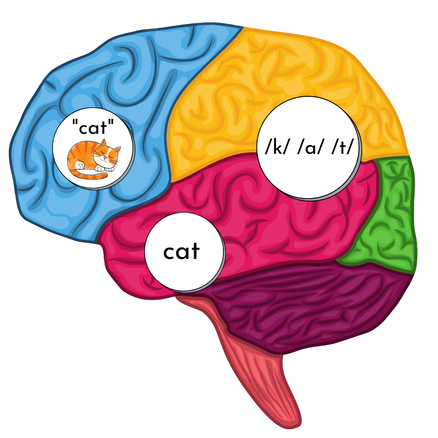 Orthographic Mapping