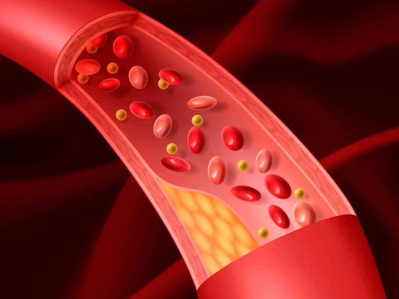 Funciones del endotelio | Genially