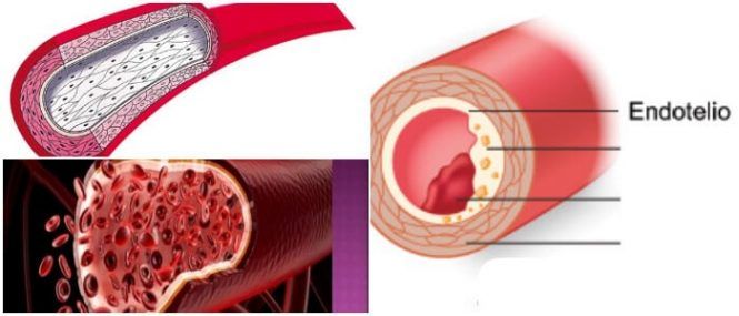 Funciones del endotelio