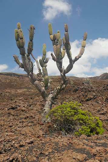 Infografía Región Insular | Genially