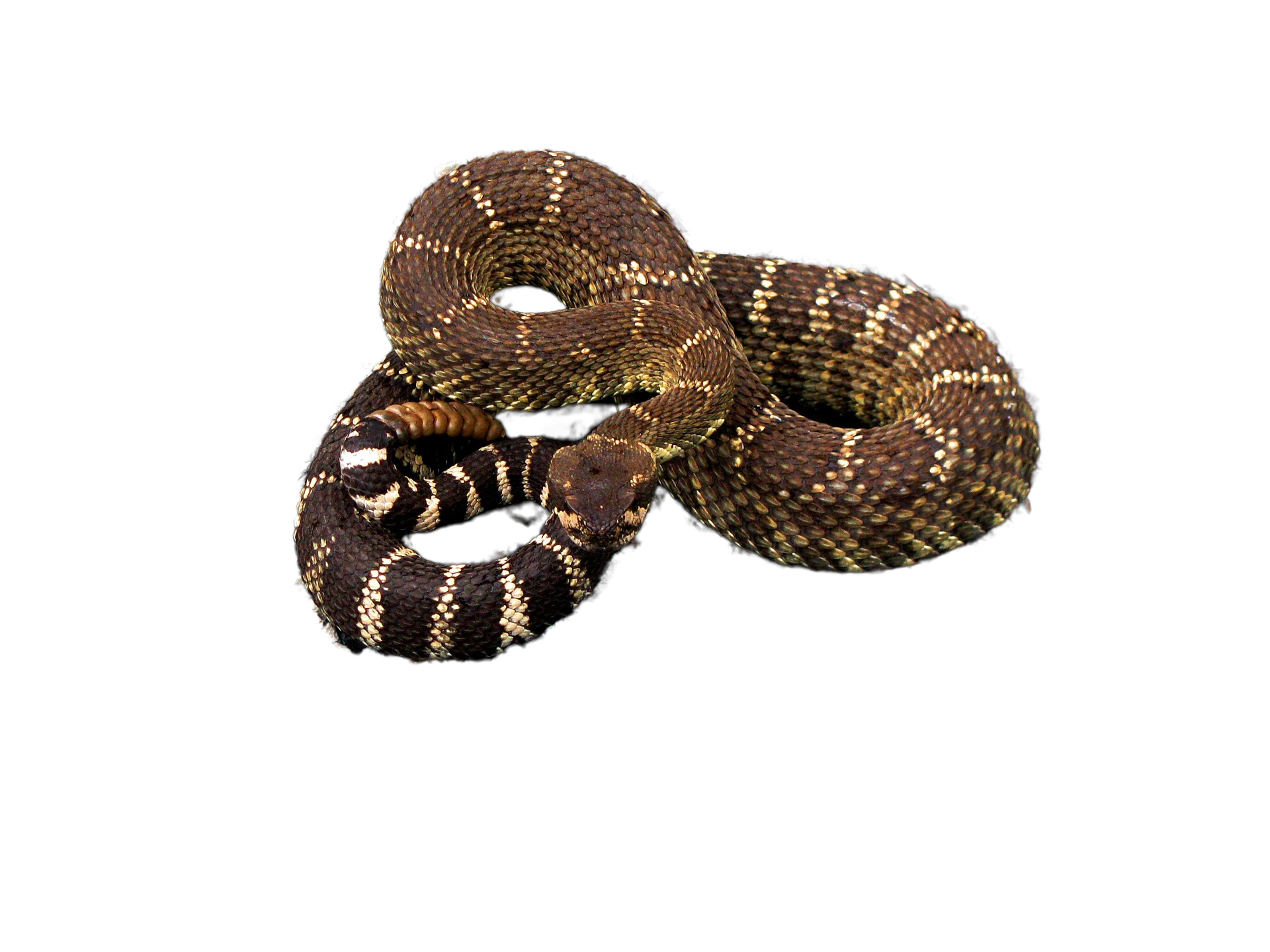 Interactive Forest Ecosystem | Genially